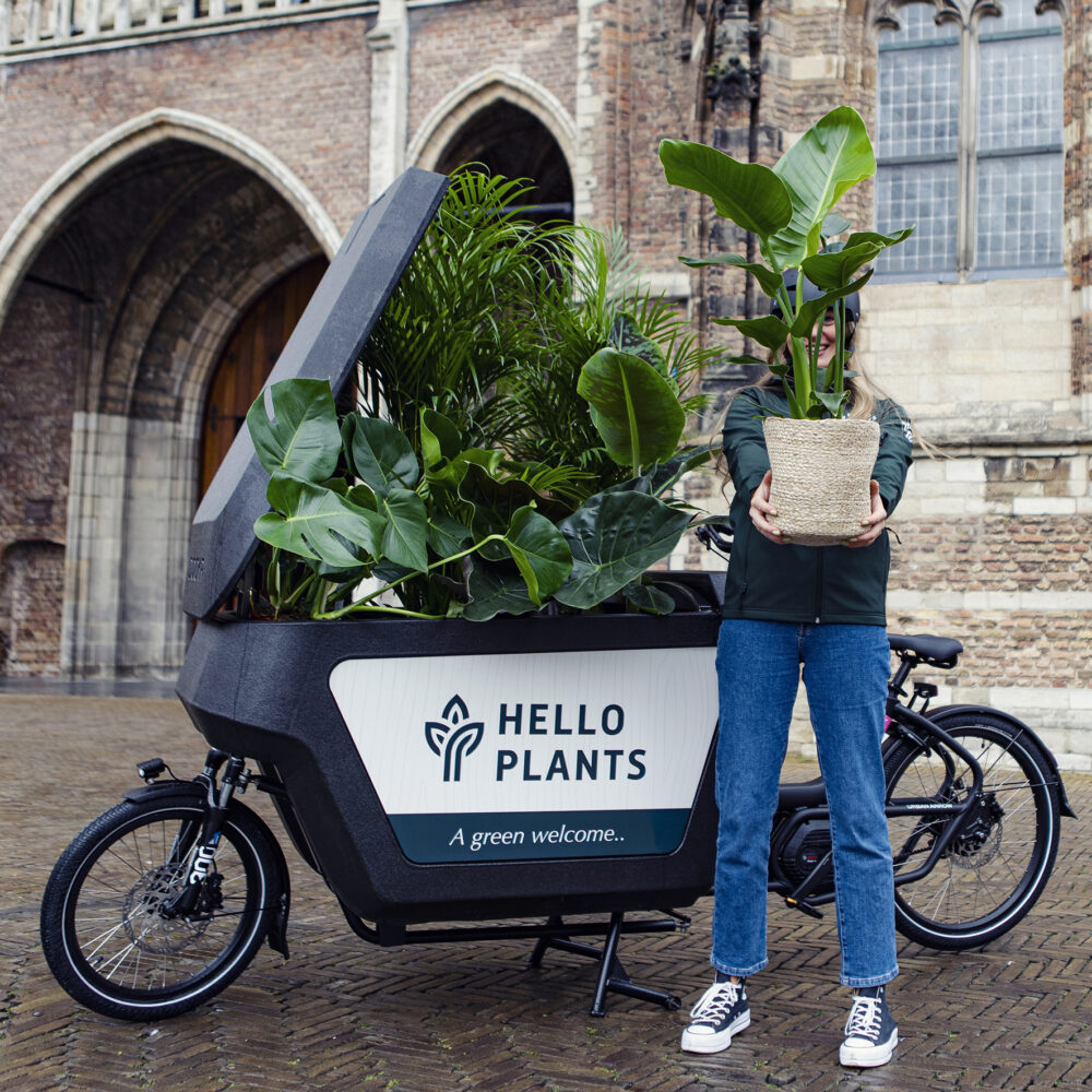 About us - Hello Plants